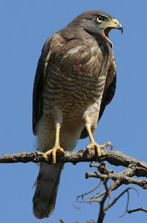 The Rare Roadside Hawk - Vermont Birder