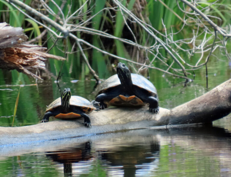 Vermont Birder | Sharing birds and travel.
