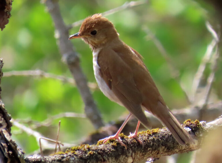 Vermont Birder | Sharing birds and travel.