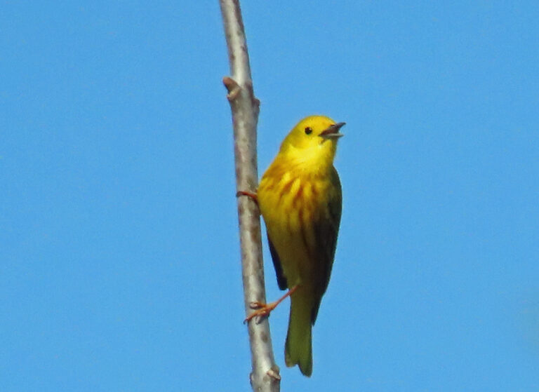 Some Vermont Spring Birds - Vermont Birder