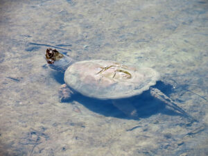 Vermont Birder | Sharing birds and travel.