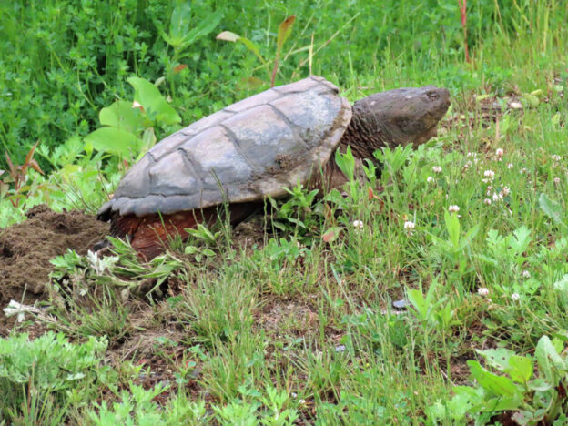 Vermont Birder | Sharing birds and travel.