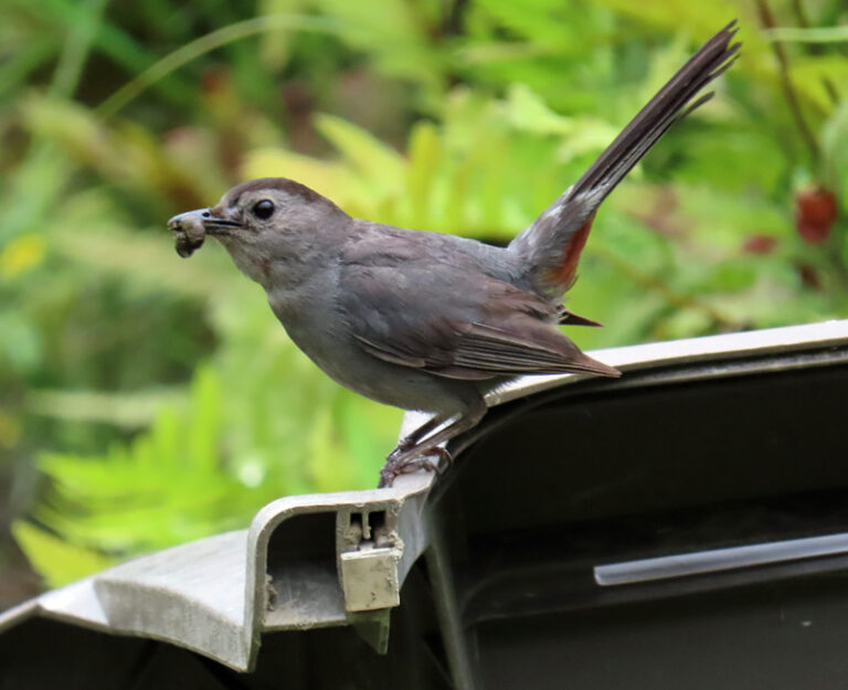 Vermont Birder | Sharing birds and travel.