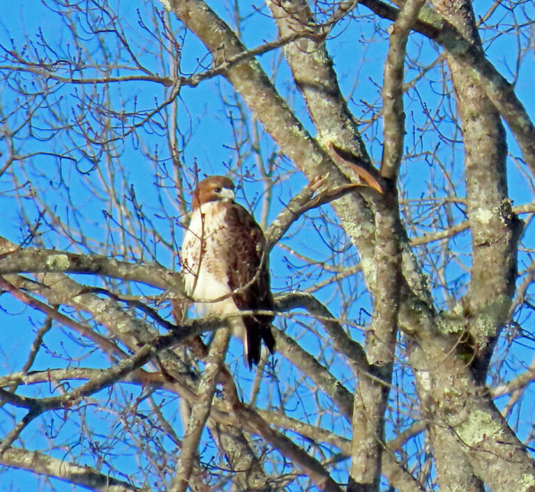 Vermont Birder | Sharing birds and travel.