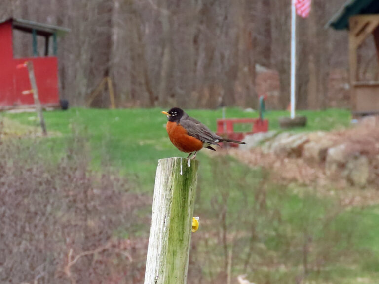 Vermont Birder | Sharing birds and travel.
