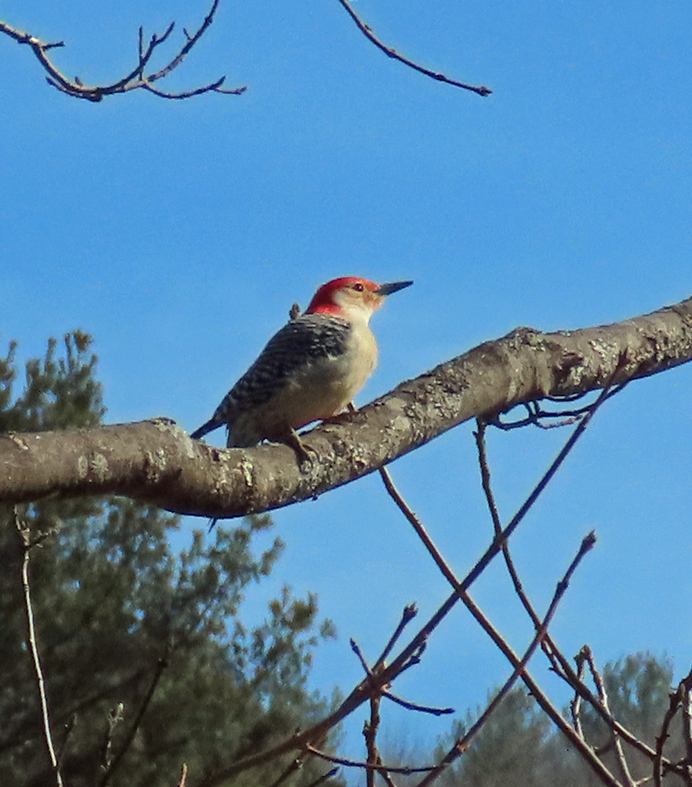 Vermont Birder - Sharing birds and travel.
